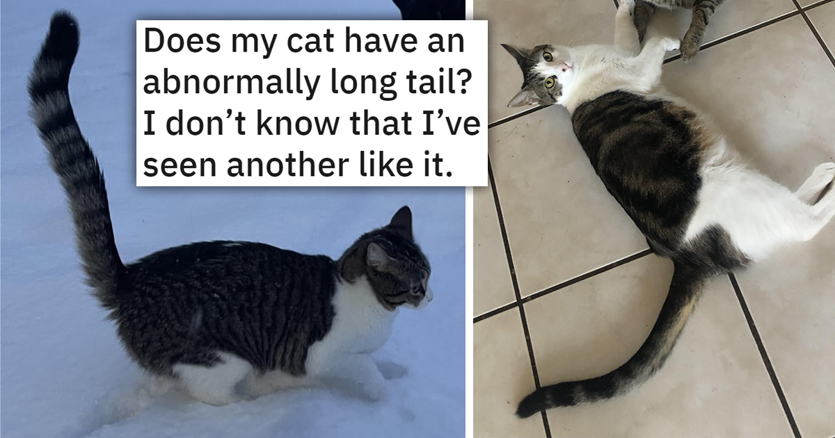 18 Cute Cats With Extremely Long (And Short) Tails To Show That ...