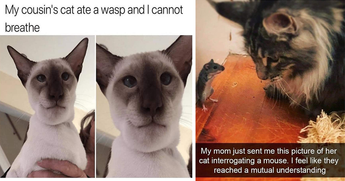 22 Carefully Curated Cat Memes For A Calm And Creative Selfcare Day - I ...