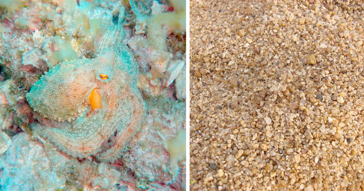 31 Unbelievable Examples of Epic Animal Camouflage - Animal Comedy ...