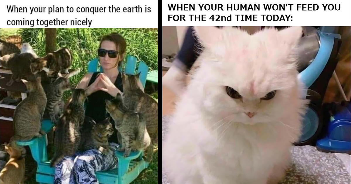 26 Seriously Silly Memes of Spicy Feisty Feline Funnies To Count Down to Caturday - I Can Has ...