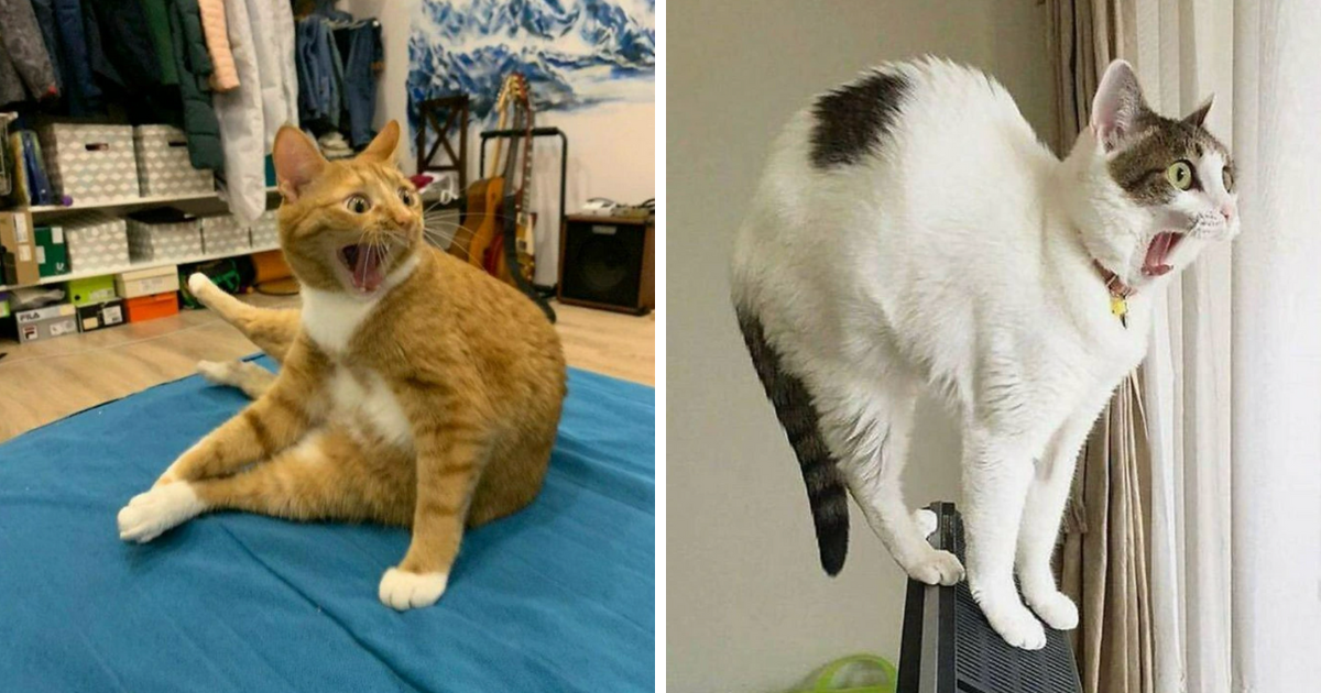 26 Fabulously Furry Dramatic Cats Displaying Hissterically Hilarious ...