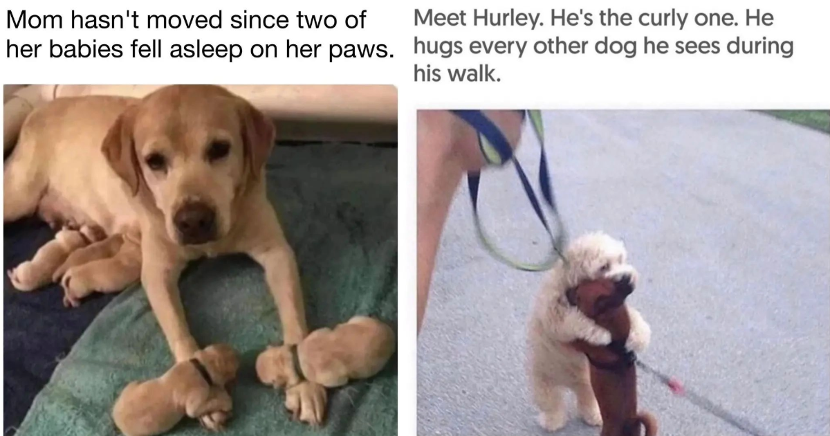 27 Comforting Canine Posts Fur Hardworking Hoomans Who Need A ...