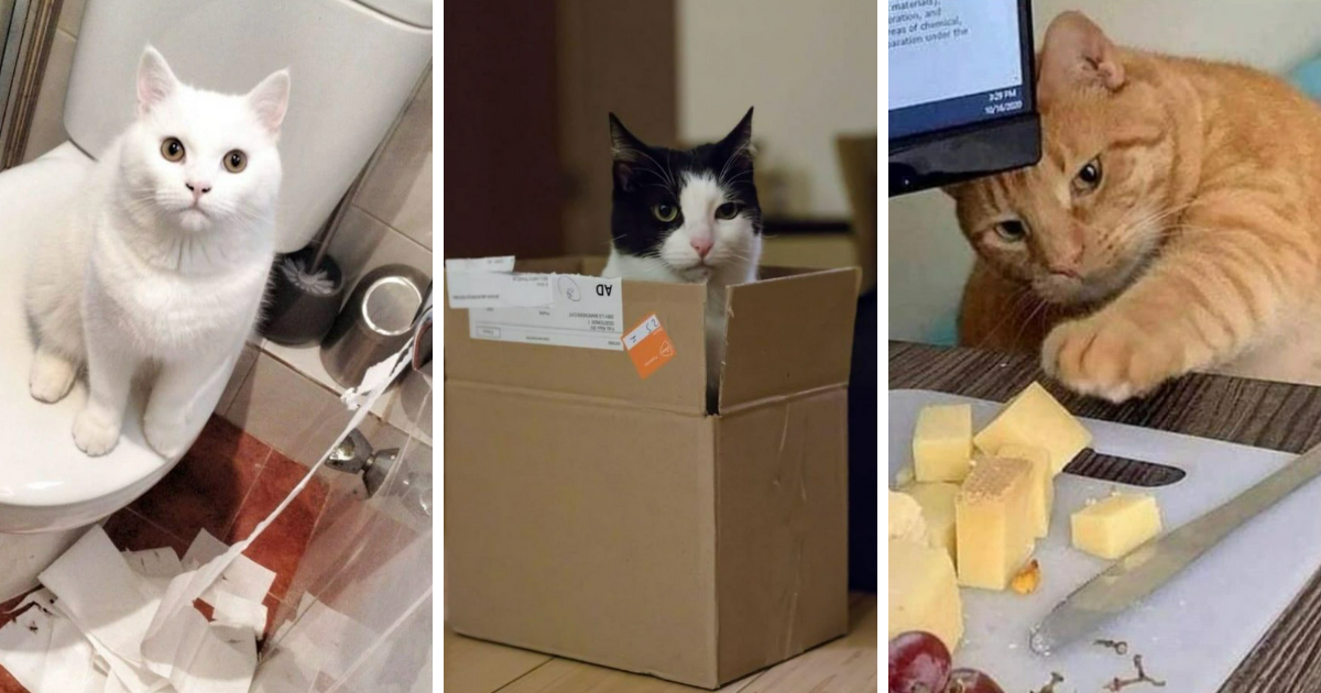 23 Cute Charming Cats Causing Cheerful Chaos At Home - I Can Has ...