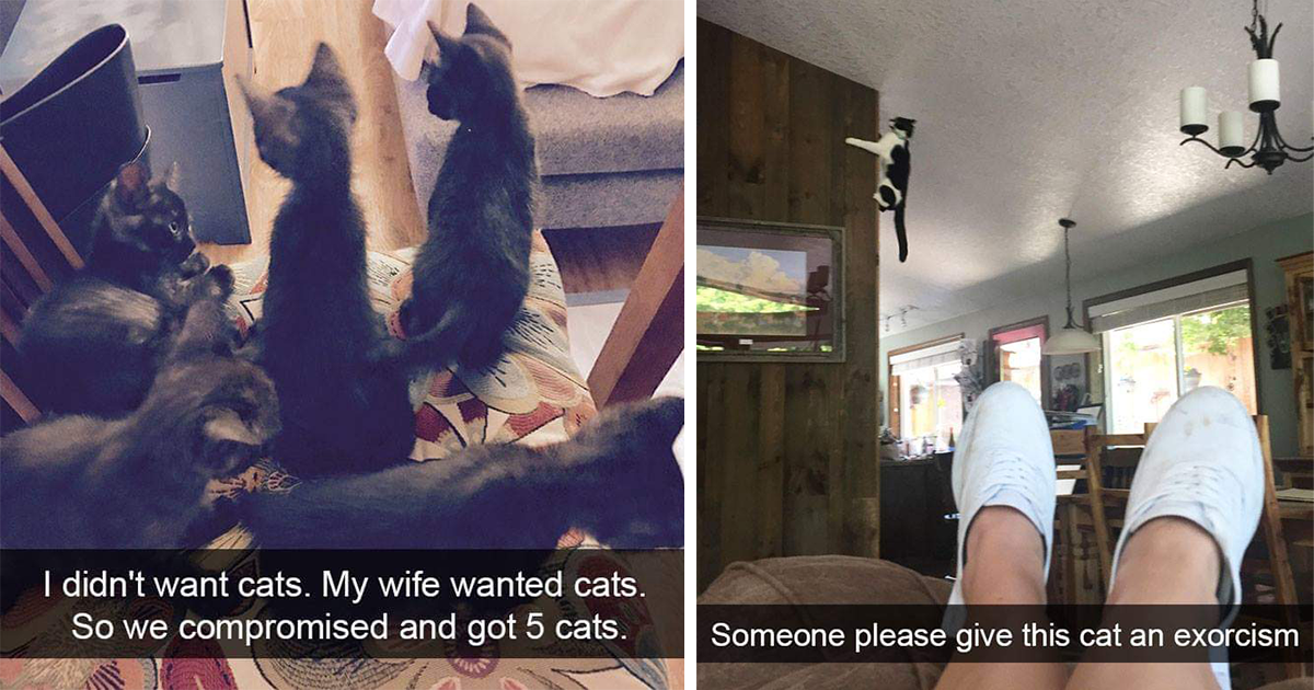 24 Splendid Cat Snaps And Memes Highlighting The Most Hissterical ...