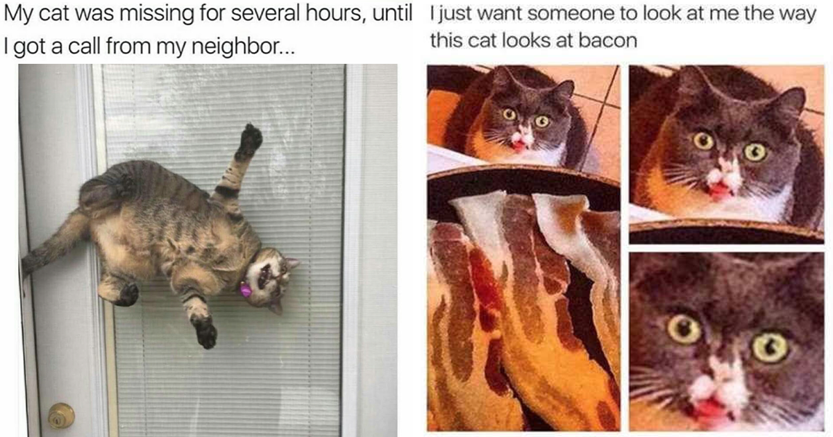 Spreading Caturday Comfort (And Chaos) With The Funniest Cat Memes Of ...