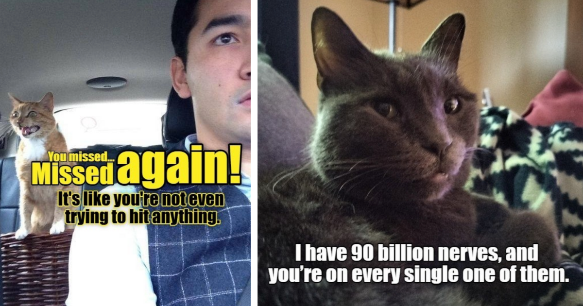 Top 20 Cat Memes of The Week - Cheezburger Users Edition #350 - I Can ...