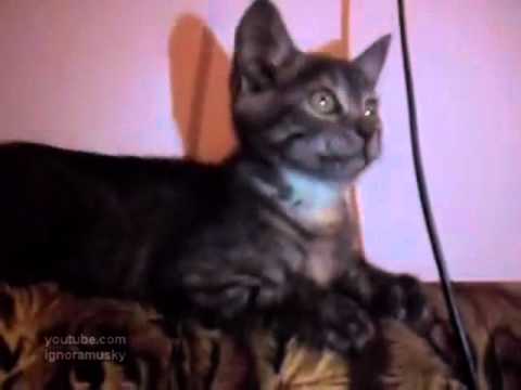 Kitteh Loves Dubstep Mewsic - I Can Has Cheezburger?