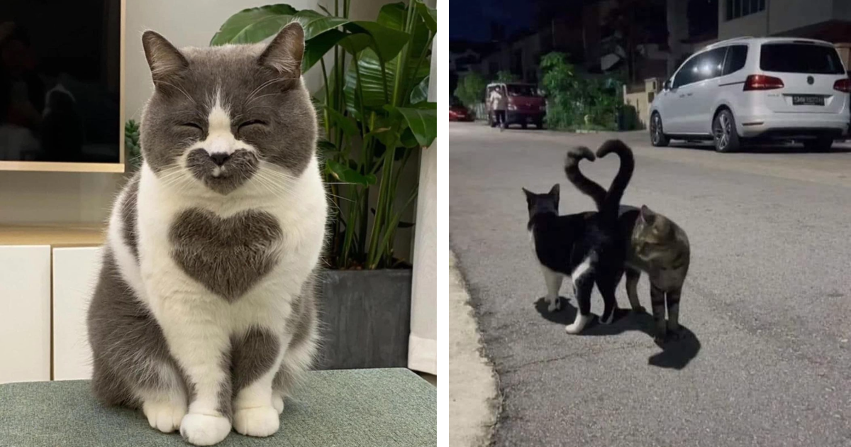 26 Charming Cat Pictures To Replace Your Dating App Swiping - I Can Has ...