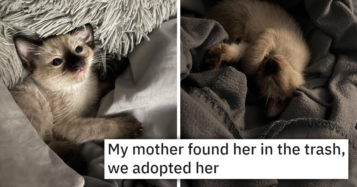 This Week's Heartwarming Helping Of Newly Adopted Cats For Fresh Feline ...