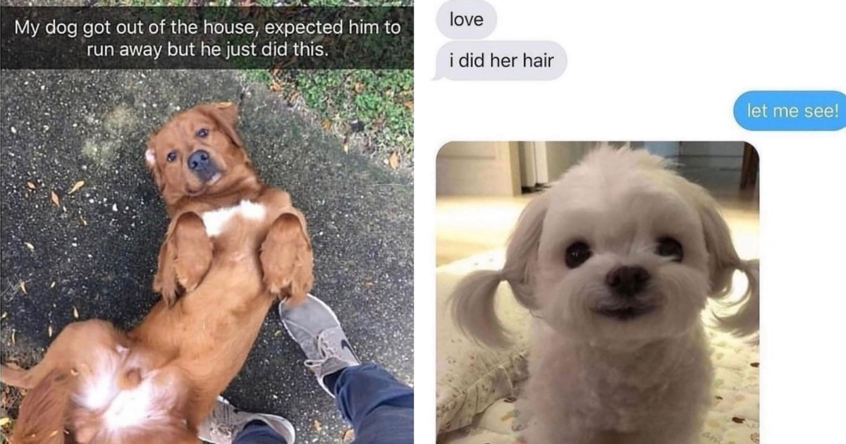 22 Pawsitive Pup Posts Fur Hoomans Who’ve Had A Bad Work Week - Animal Comedy - Animal Comedy ...