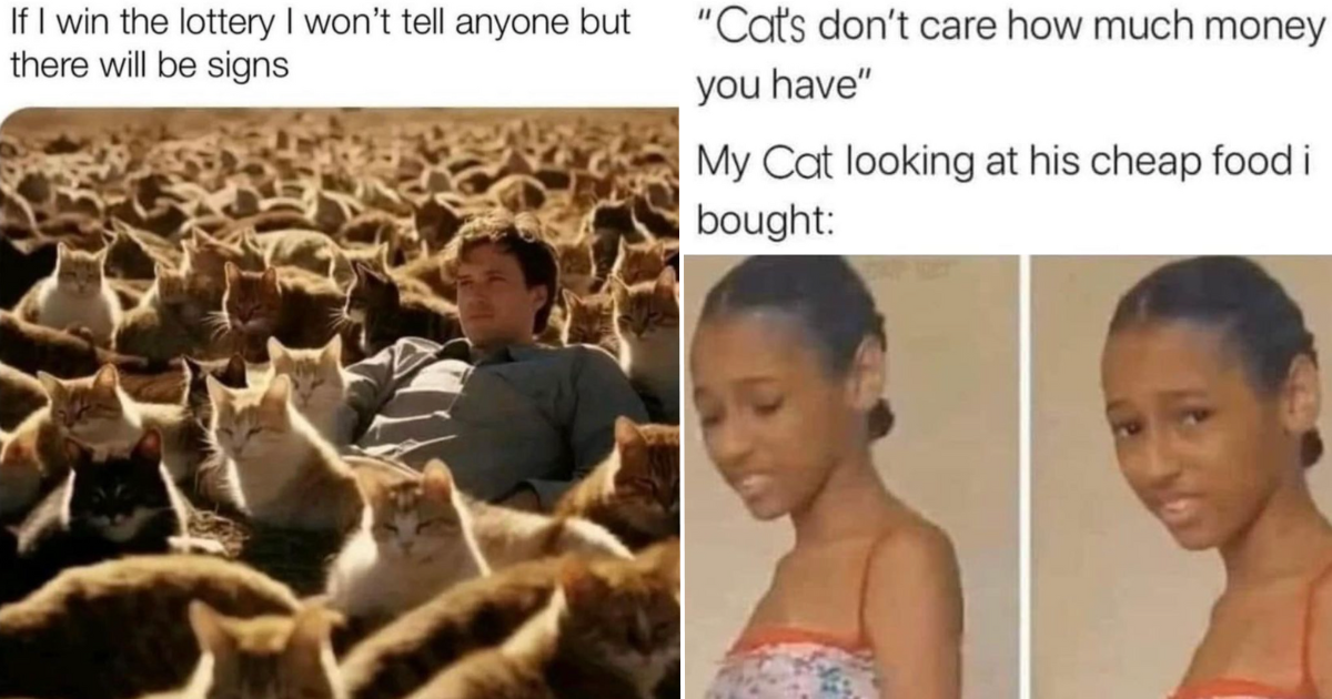 44 Heartwarming Cat Memes to Remind Cat Owners of Their Feline ...