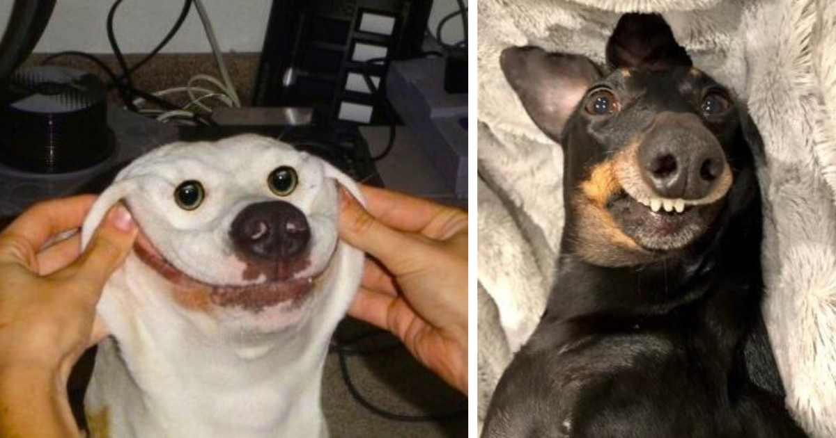 27 Adorable Posts of Delightfully Derpy Doggos That Will Send You On a ...