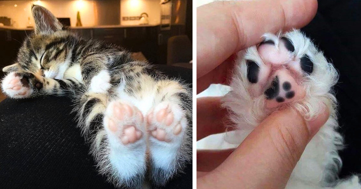 A Meowrvelous Morsel of Fantastically Fluffy Felines Serving Beautiful ...