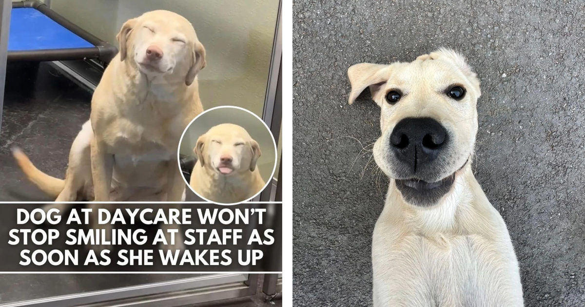 23 Loving Labrador Posts Pawfect Fur Sweet Saturday Scratchies - Animal ...