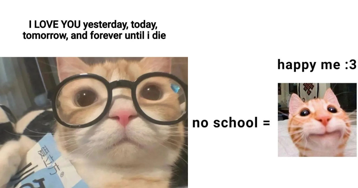 22 Innocent Cat Memes To Calm And Comfort Your Inner Child - I Can Has ...