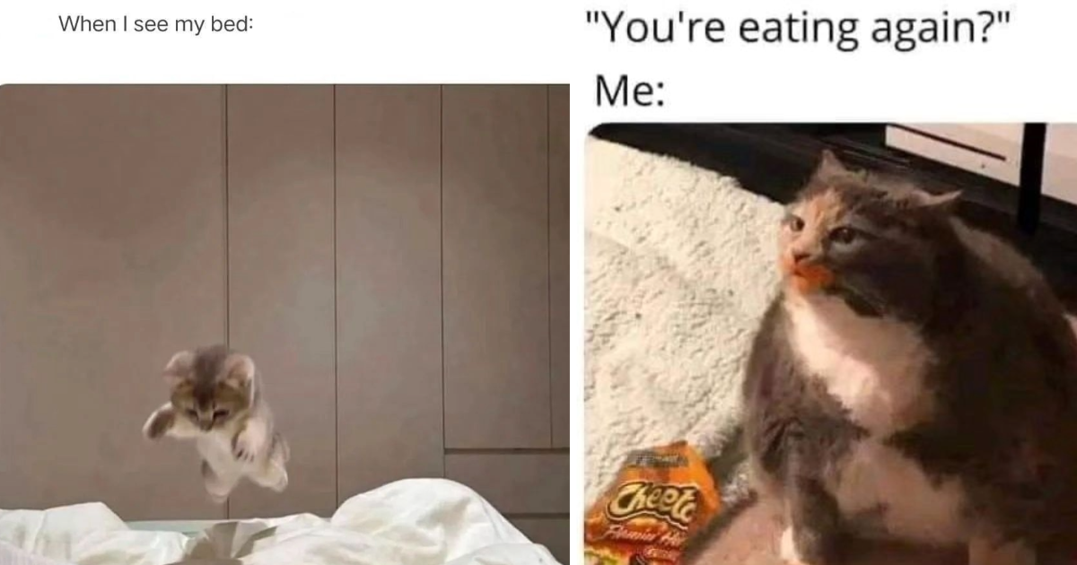 23 Hissterical Feline Funnies To Hype You Up Fur A Night In - I Can Has ...