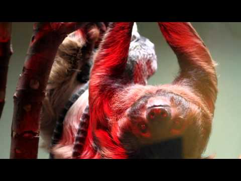 Marmosets Ride the Sloth Monorail - I Can Has Cheezburger?