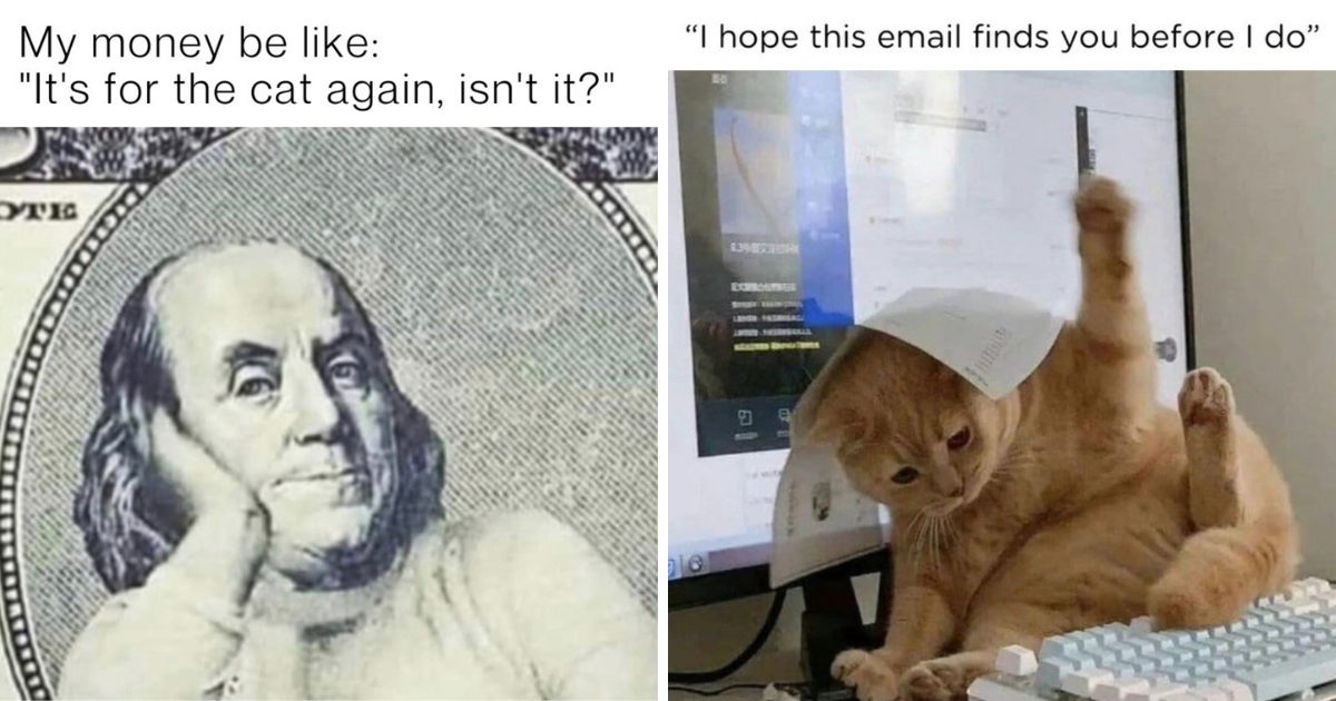 29 Cat Memes for Hardworking Cat Parents - I Can Has Cheezburger?