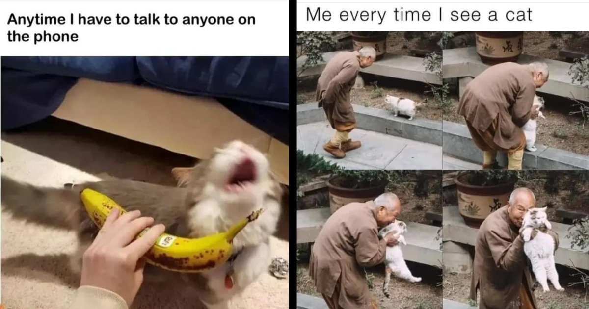 30 Feline Funnies For Fun-Loving Feline Pawrents to Hissterically Help ...