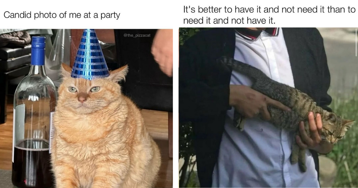 27 Seriously Silly Cat Memes To Sweetly Start the Work Week - I Can Has ...