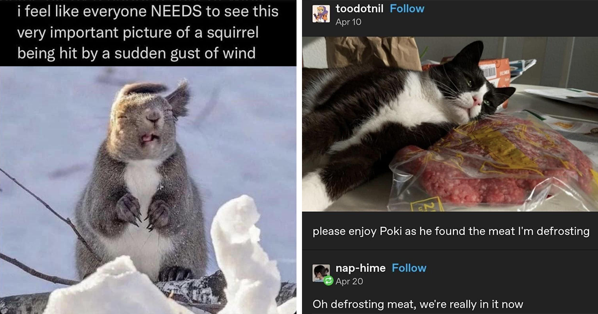 21 Uplifting Funny Memes Of Animals Being Complete And Total Derps ...