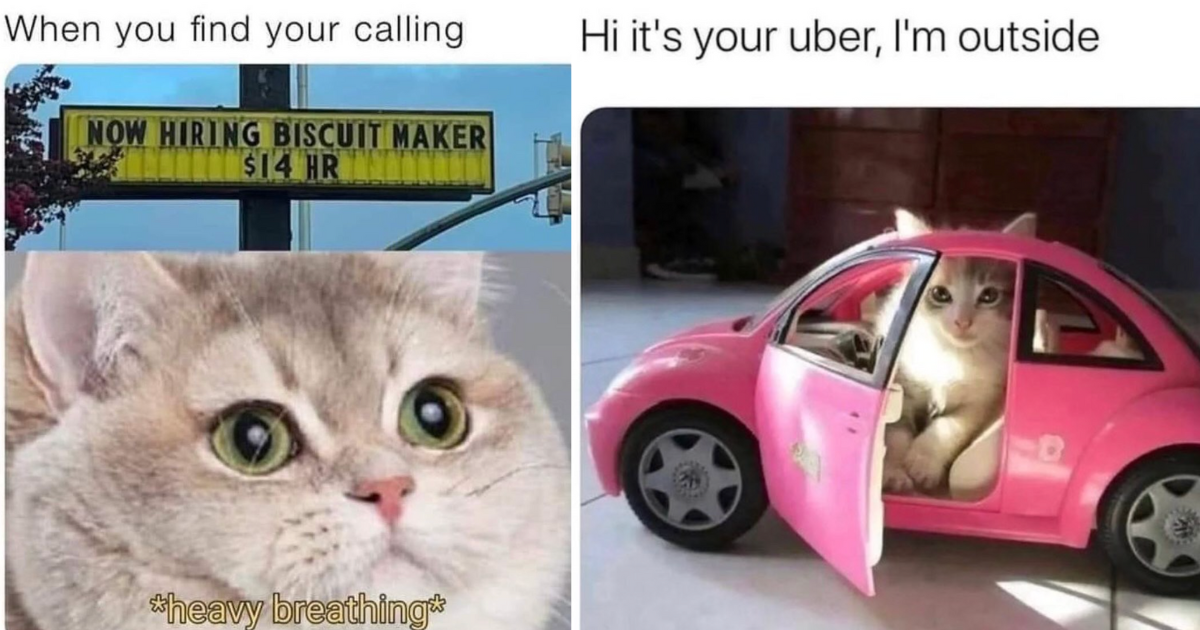 30 Pawfessional Cat Memes Featuring Felines Clocking In and Climbing ...