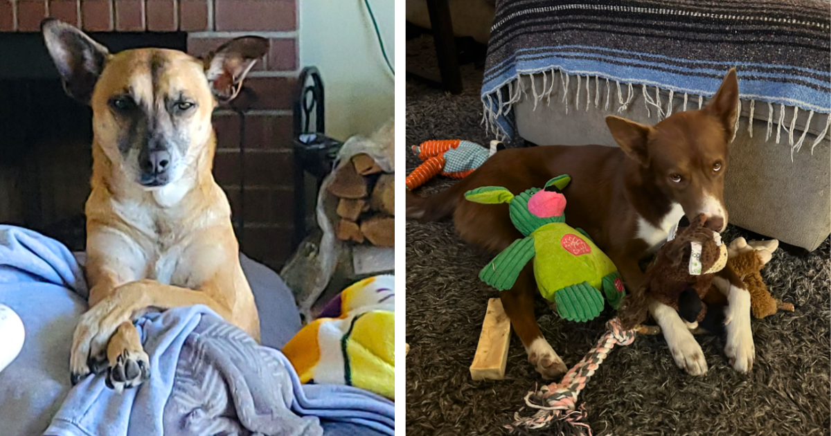 The Side Eye Strikes Back: 26 Howlarious Doggos To Make You Smile With ...