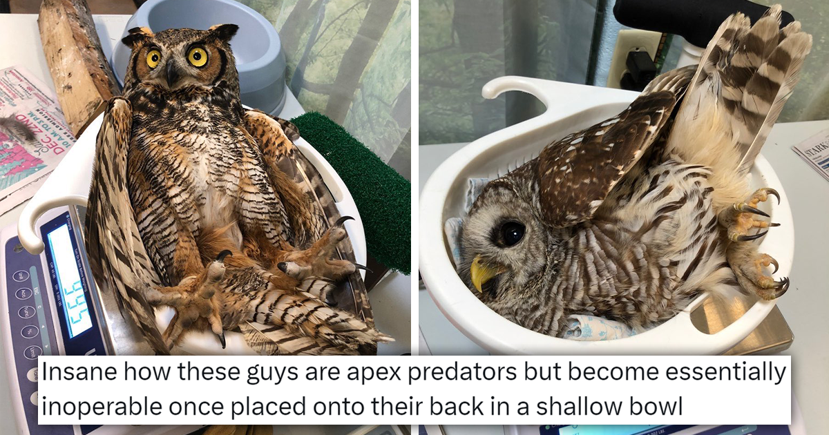 A Silly Series Of Majestic Owls Turning Into Howlarious Derps The ...