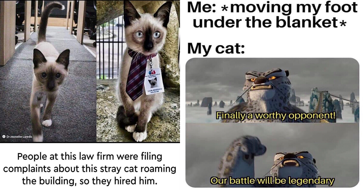 Top 20 Cleverly Crafted Comical Cat Memes For A Lengthy Laugh - I Can ...