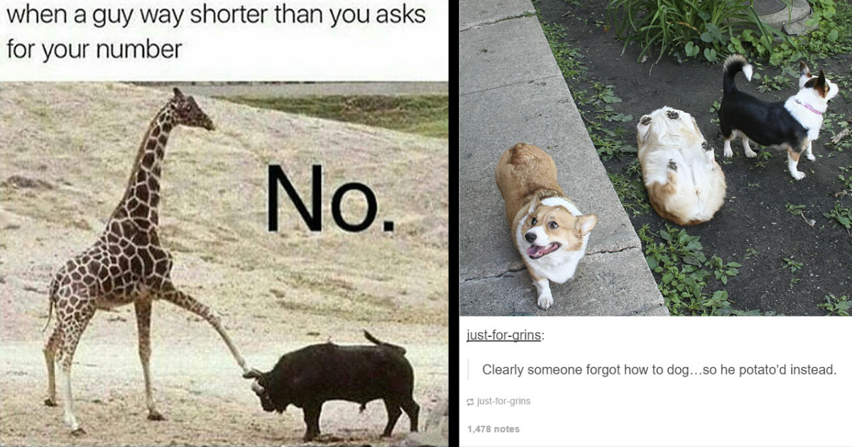 29 of Nature’s Funniest Memes Proving Animals Are Just Like Us (But ...