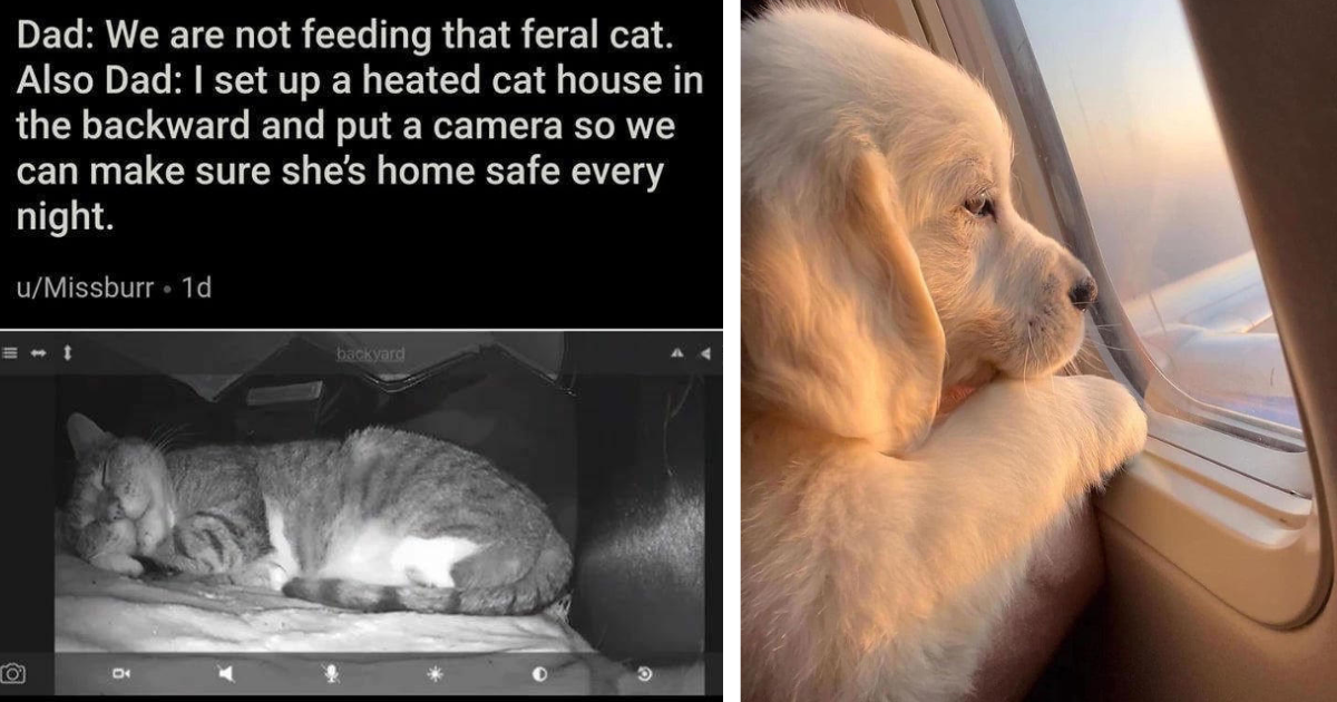 34 Awwdorable Animal Posts to Witness the Wonders of Wildlife One Meme ...