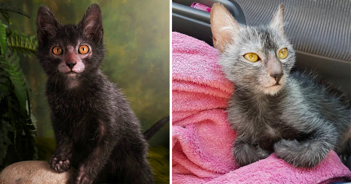 24 Utterly Unique and Unfurrgettable Lykoi Cats Proving Even Werewolves ...