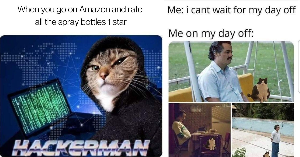 26 Feline Funnies Fur Your Mid-Week Meow-Filled Moment - I Can Has ...