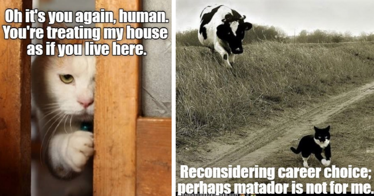 Top 20 Cat Memes of The Week - Cheezburger Users Edition #351 - I Can ...