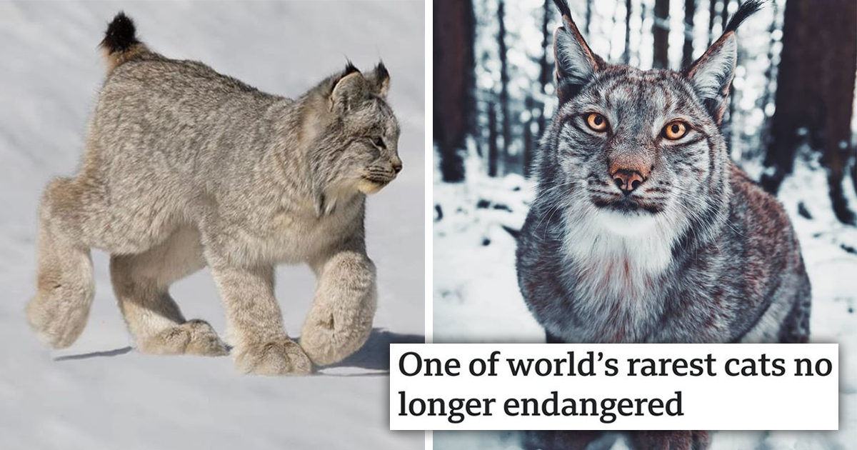 Here Are The Top 20 Cutest Lynx Pics Of These Majestic Flooffy ...
