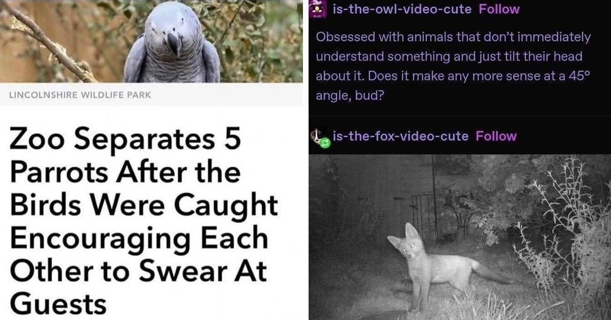 20 Uplifting And Funny Animal Memes To End The Week On A Pawsitive Note ...