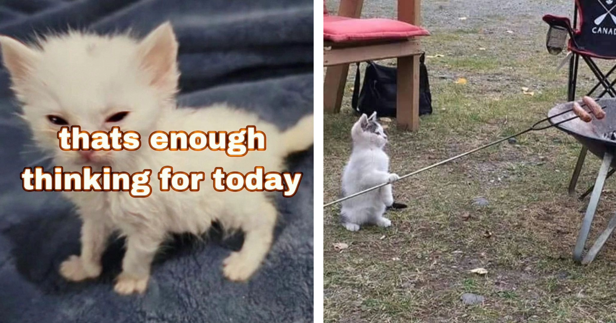 20 Fursday Feline Funnies For Frustrated Fans Of Cute Cats - I Can Has ...