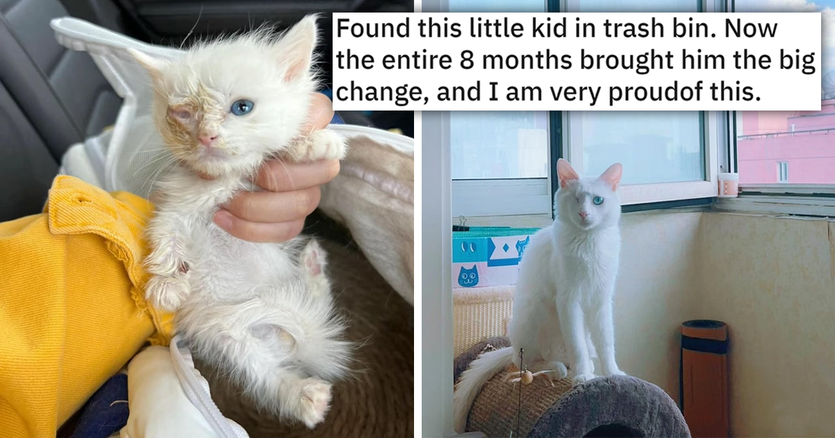 This Week's Heartwarming Helping Of Newly Adopted Cats For Fresh Feline ...