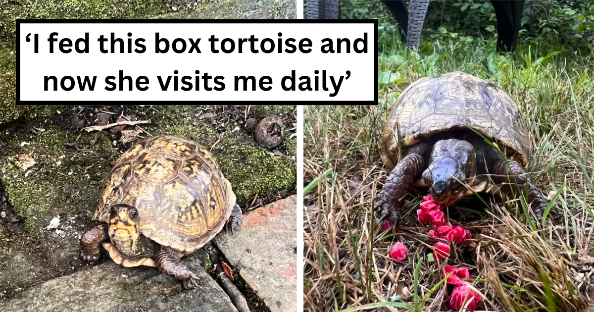 'I think I made a lifelong friend': Hungry Tortoise Fed by Kindhearted ...