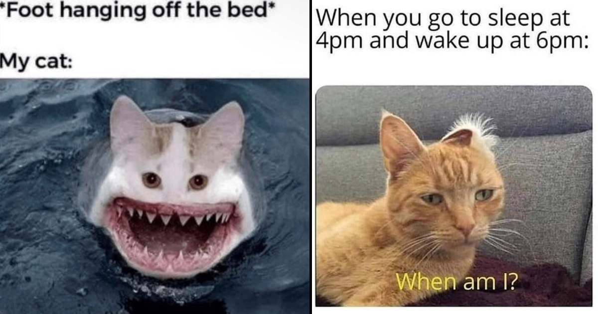 Funniest Cat Memes for Feline Fanatics (June 26, 2024) - Memebase ...