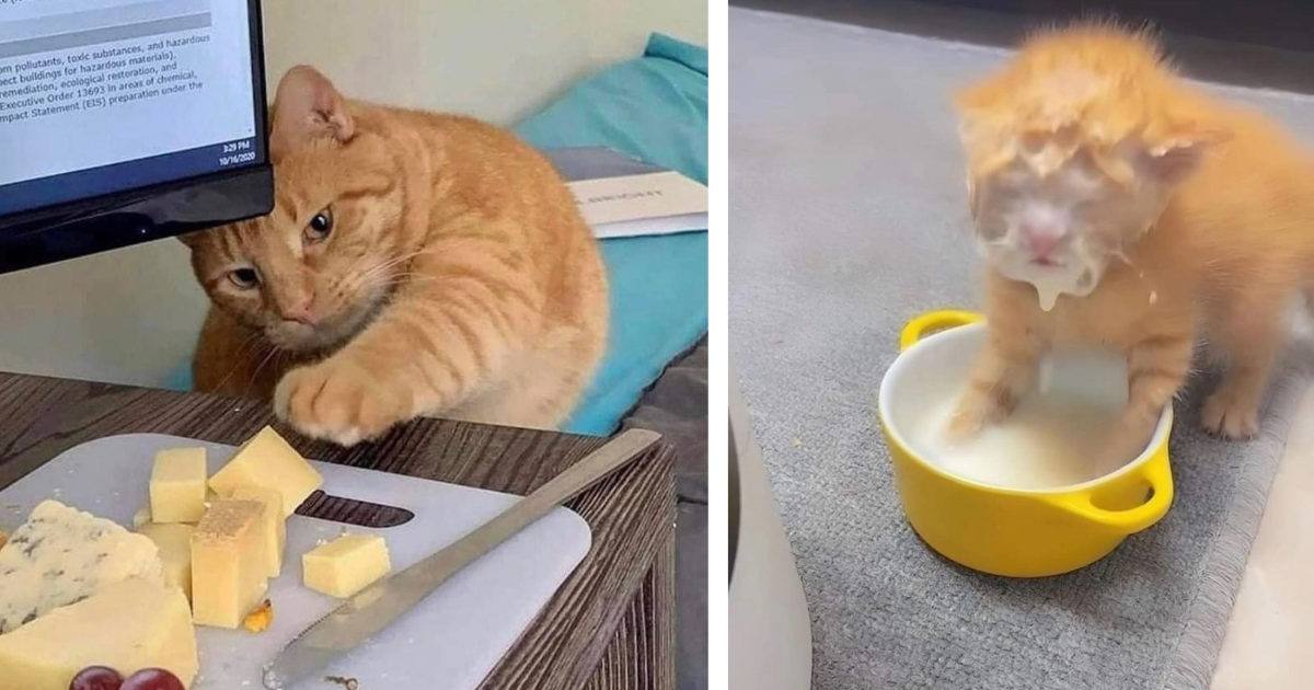 25 Funny Feline Pictures To Boost Your Mood This Furiday - I Can Has ...