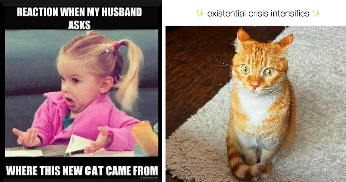 35 Fluffy Funny Feline Memes To Purrfectly Soothe Your Sunday Scaries ...