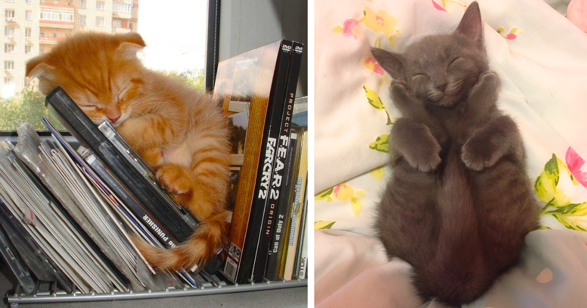 26 Cute Cats and Kittens Taking the Purrfect Catnap Fur Your Sweet ...