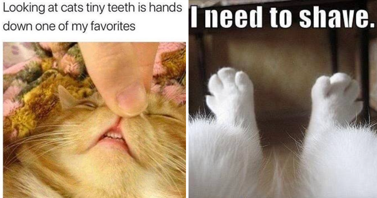 A Summery Selection of Sun-Kissed Cat Memes for a Silly Sunday Scroll ...