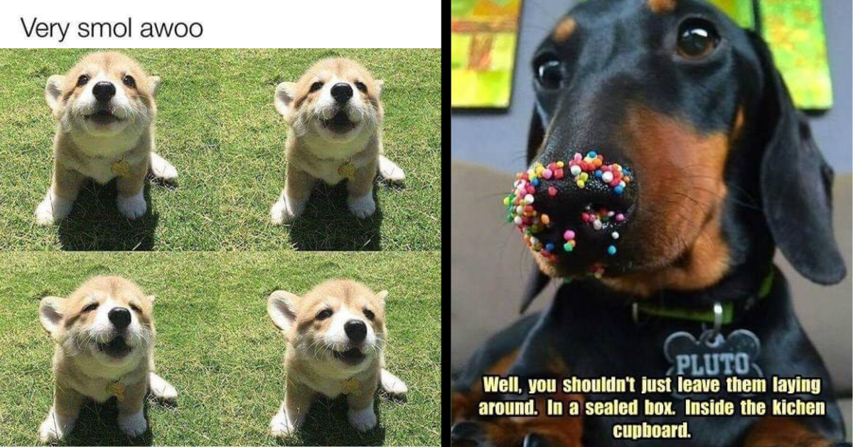 31 Mood-Lifting Doggo Memes Fur A Better Day (July 2, 2024) - Animal ...