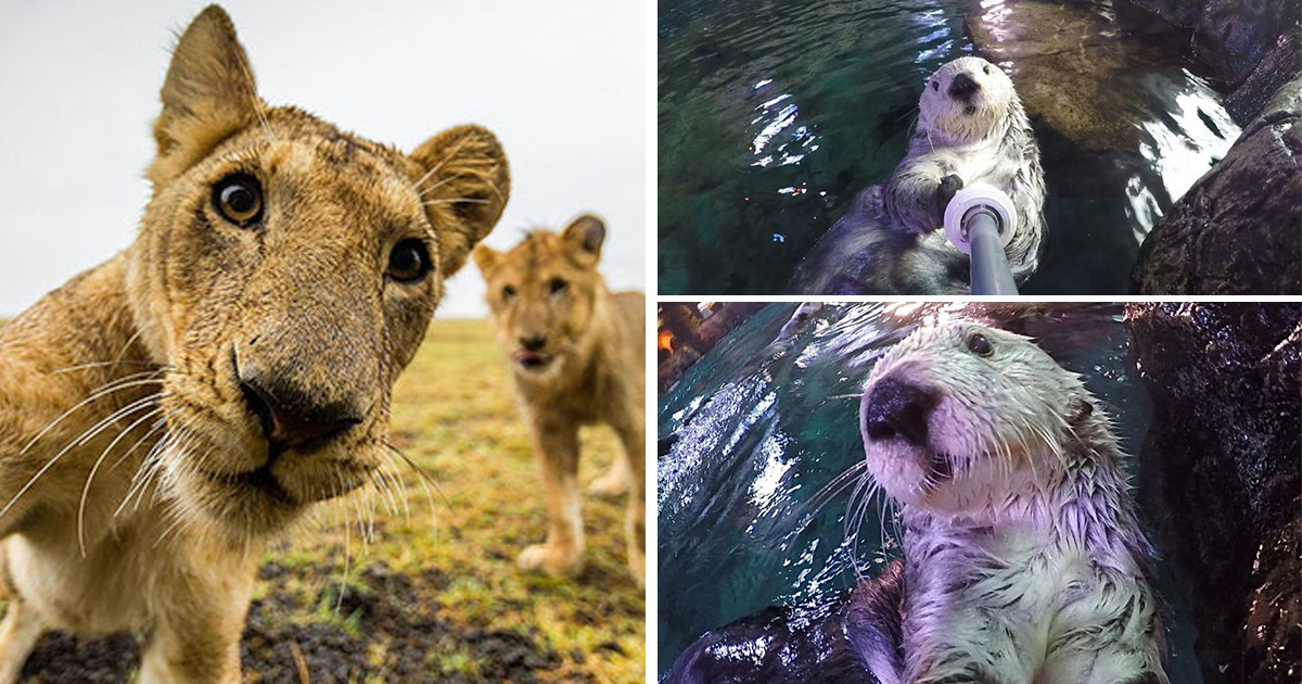 20 Super Silly and Splendidly Sassy Snapshots of Animals Taking Selfies ...