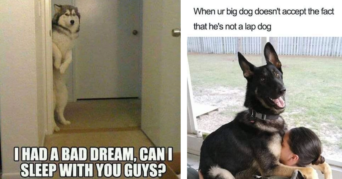 24 Comforting Canine Memes To Manage Your Monday Madness - Animal ...