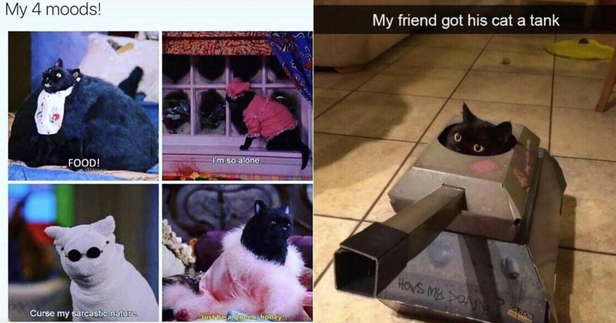 20 Black Cat Memes for Those Who Believe in Black Cat Magic - I Can Has ...