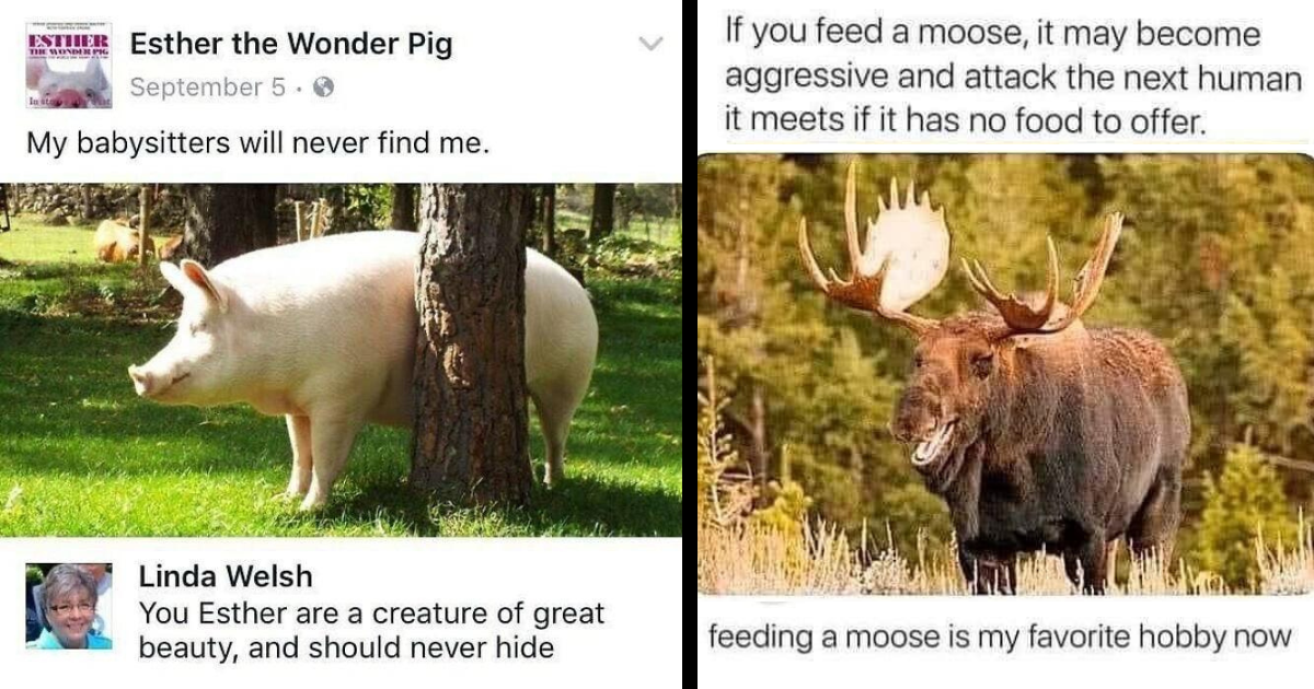 Animal Memes For Humor-Loving Folks In Need Of A Giggle Fest (July 3 ...