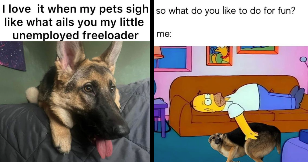 31 Cute German Shepherd Memes That'll Have You Feeling Wünderbark ...